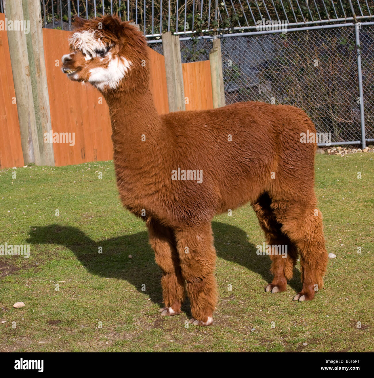 Llama standing hi-res stock photography and images - Alamy