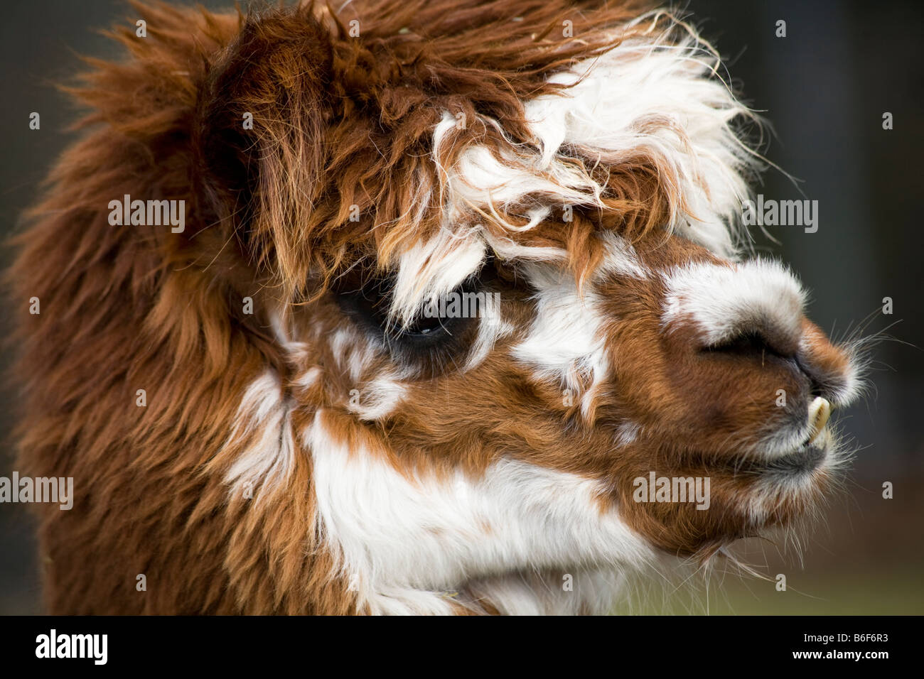 Brown White Calico Llama Alpaca Face Close Up with tooth hanging out ...