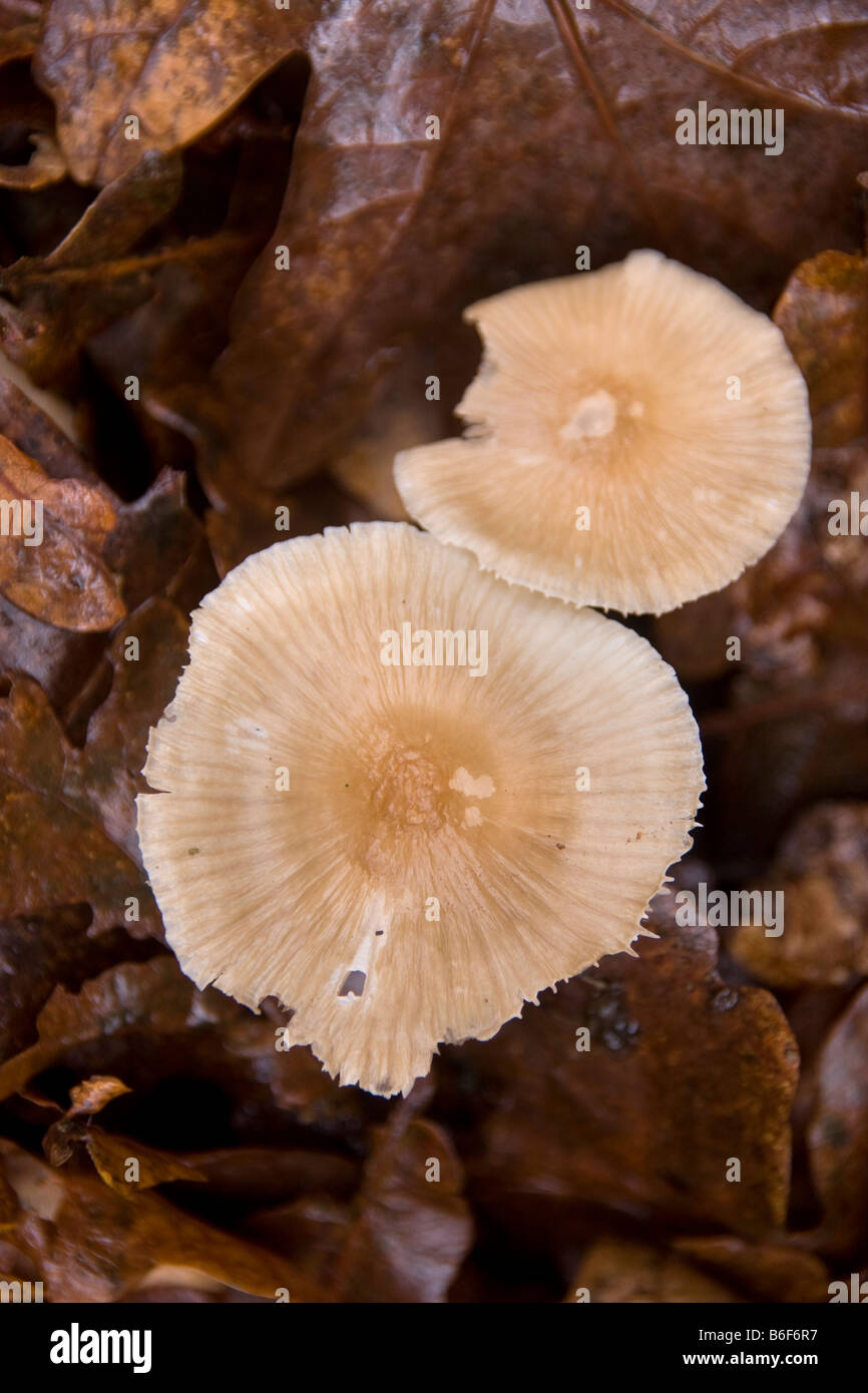 Fungus of coniferous forests hi-res stock photography and images - Alamy