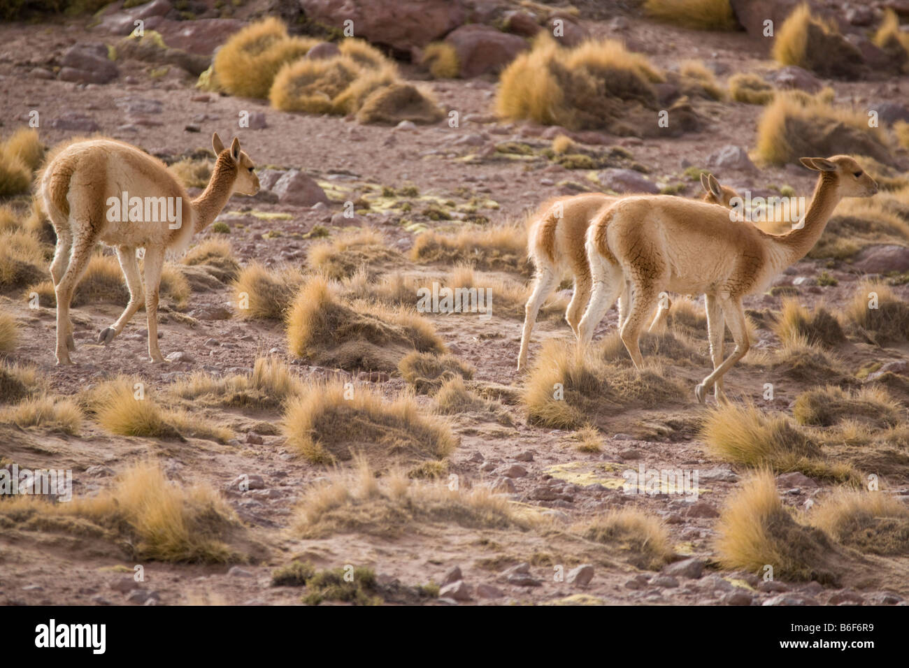 Vicuna atacama hi-res stock photography and images - Alamy