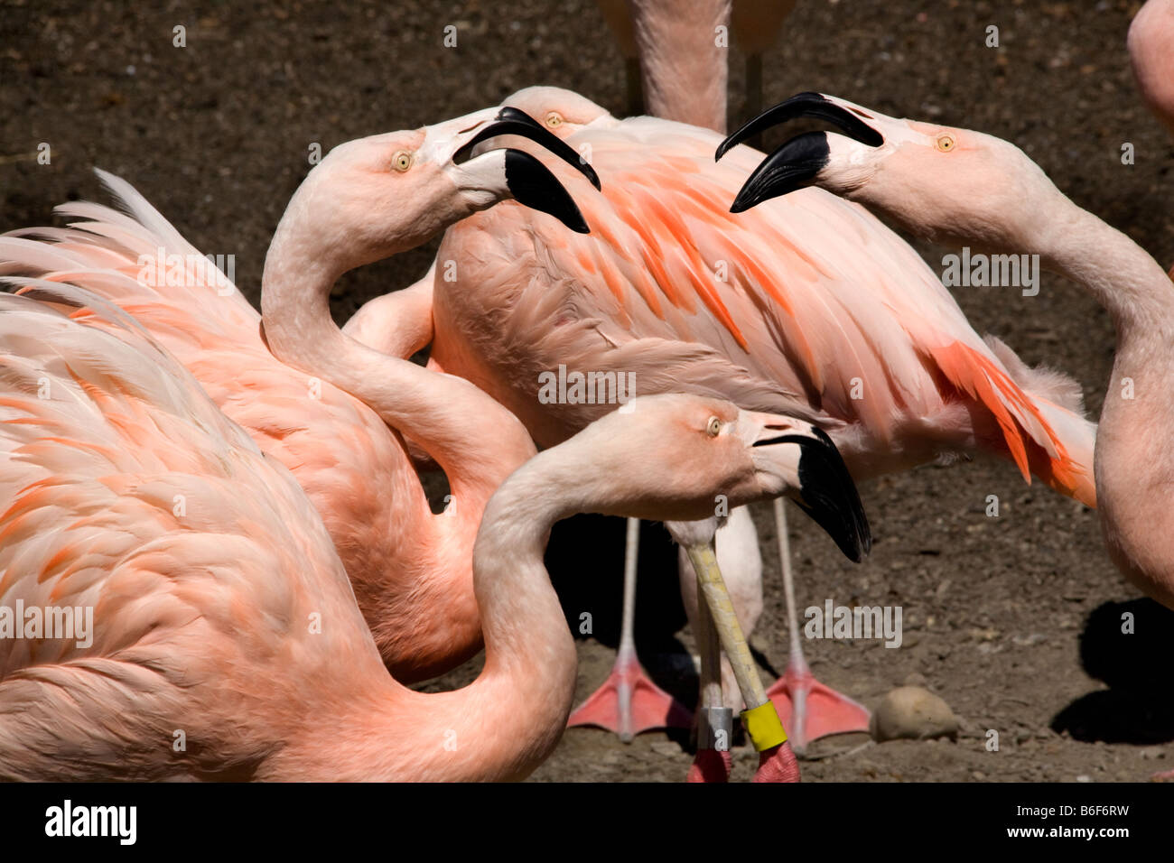 Three Pink Flamingos from Chile Talking To Each Other Stock Photo - Alamy
