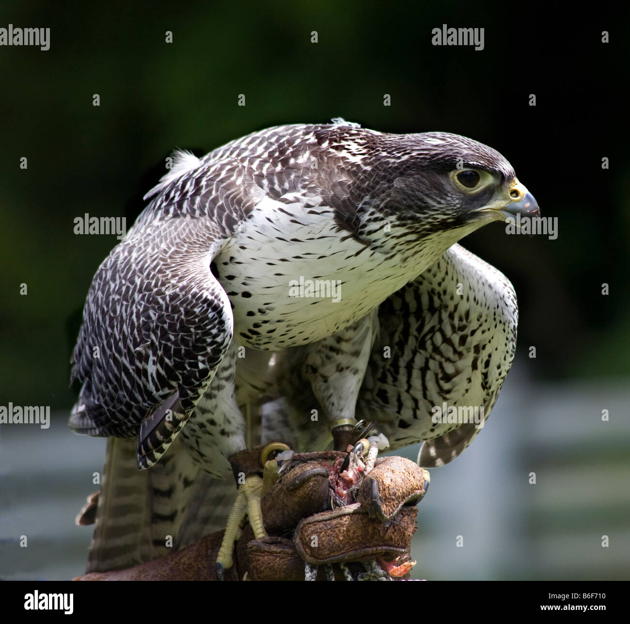 Gyr Falcon Falco Rusticolus eating from hand Stock Photo - Alamy