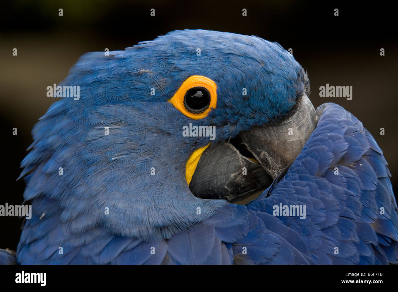 Macaw tongue hi-res stock photography and images - Alamy