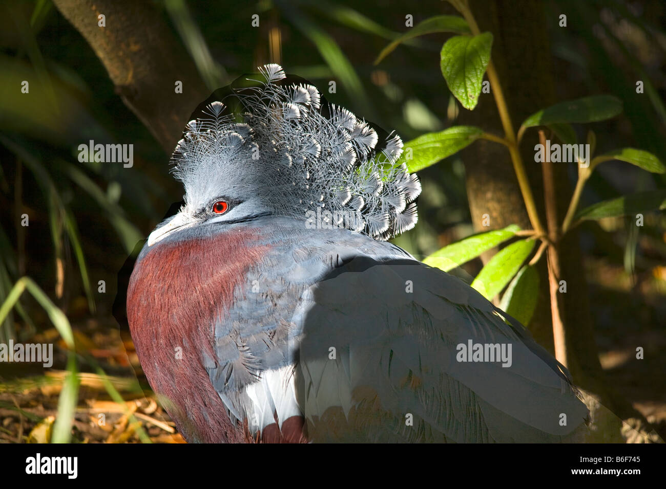 Black crowned pigeon hi-res stock photography and images - Alamy