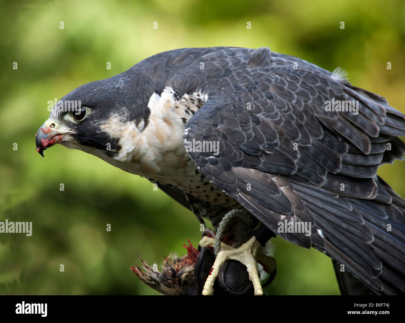 Peregrine falcon looking up hi-res stock photography and images - Alamy