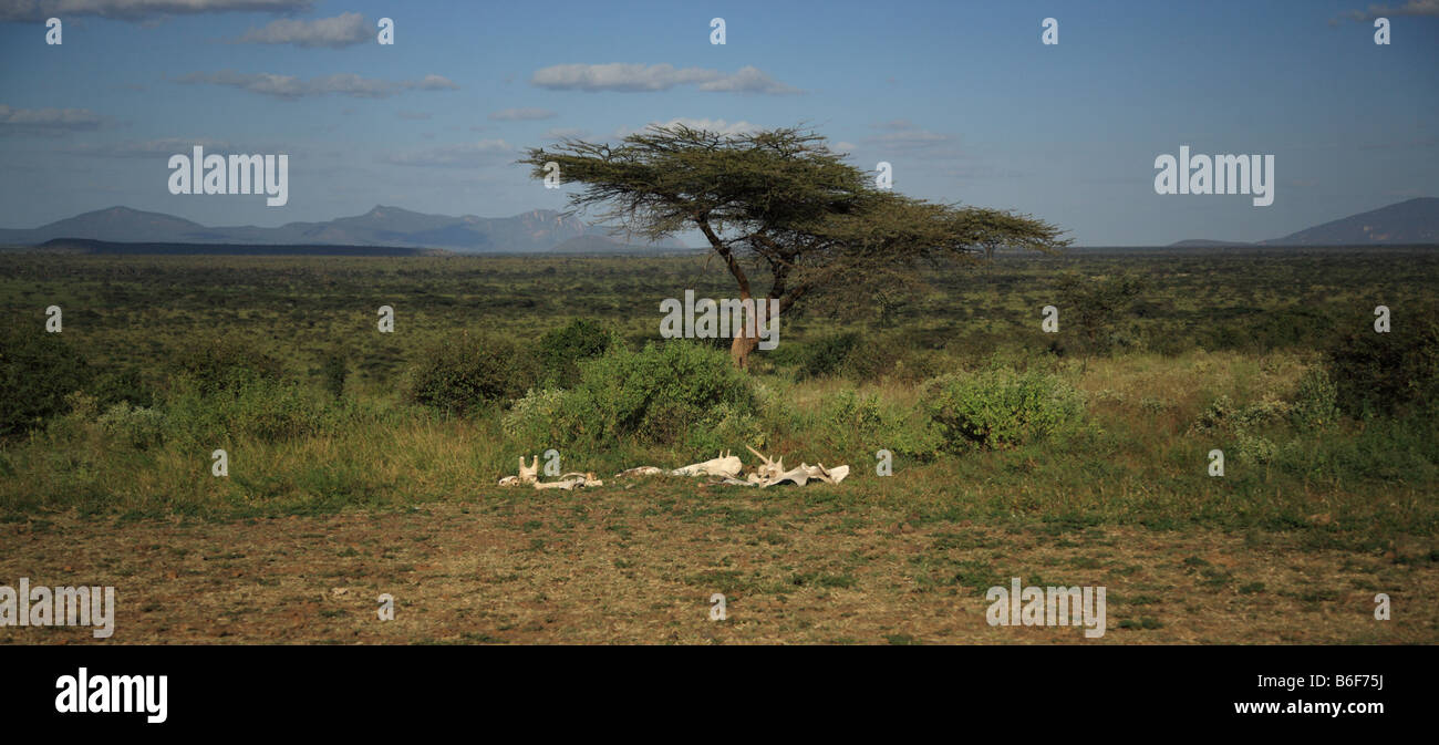 Bones under an Acacia tree in Kenya Africa Stock Photo - Alamy