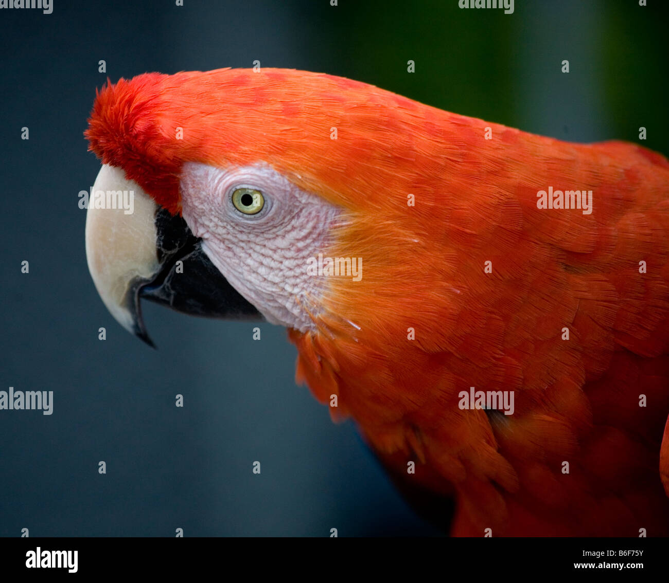 Close Up the Side of the Face of a Scarlet Macaw Stock Photo - Alamy