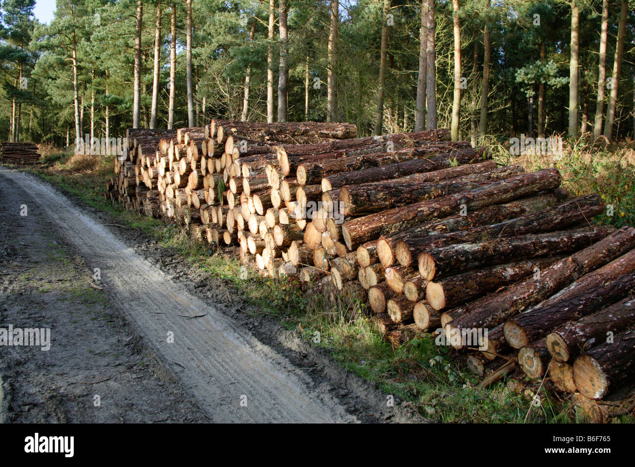 Log piles awaiting collection along forest track, Haughmond Hill ...