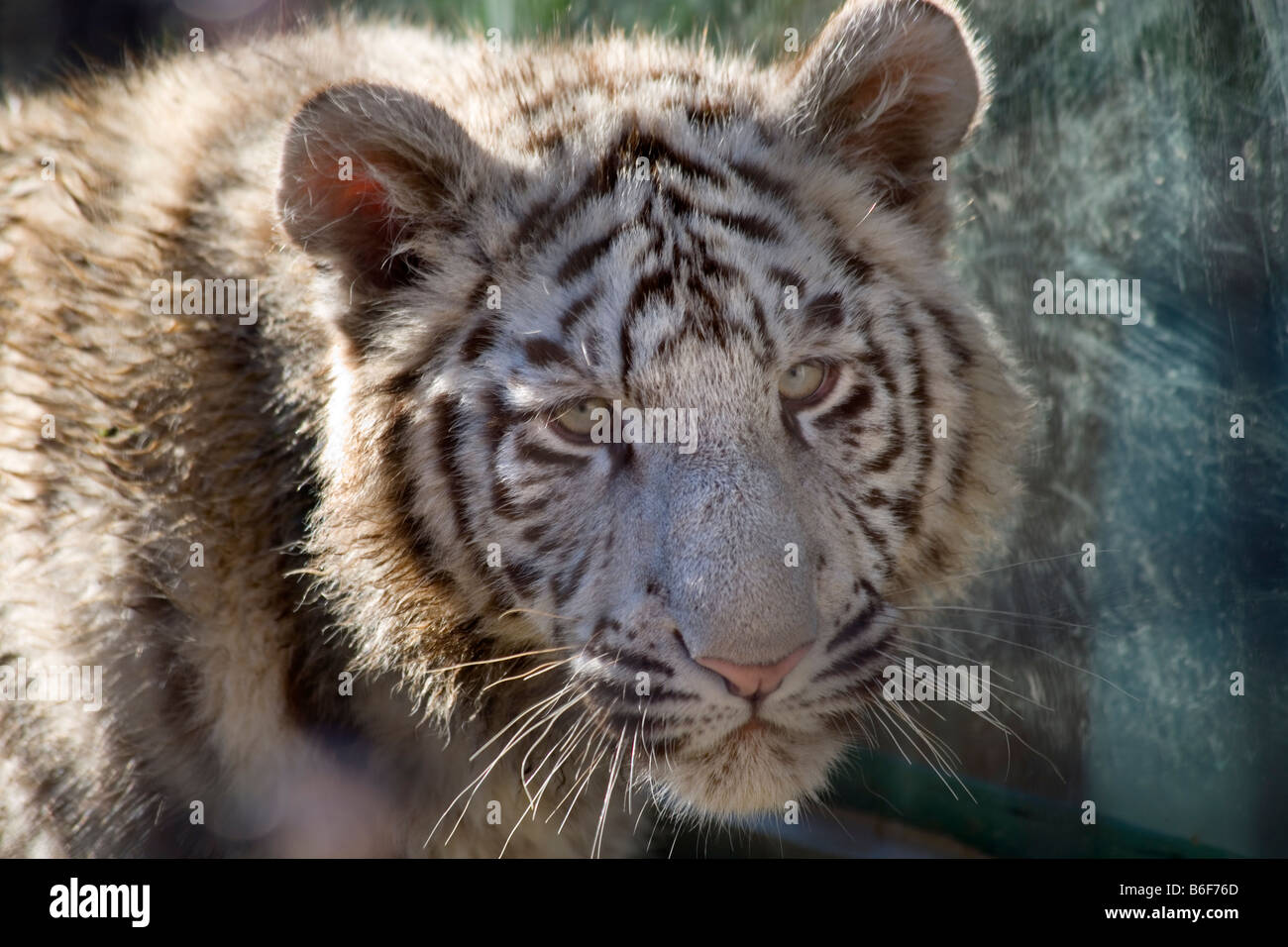 Royal White Bengal Tiger Cub Portrait Head Shot Stock Photo - Alamy
