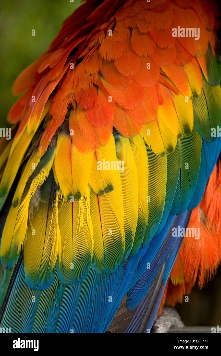 Scarlet Macaw Blue Red Yellow and Green Feathers Close Up and Beautiful ...
