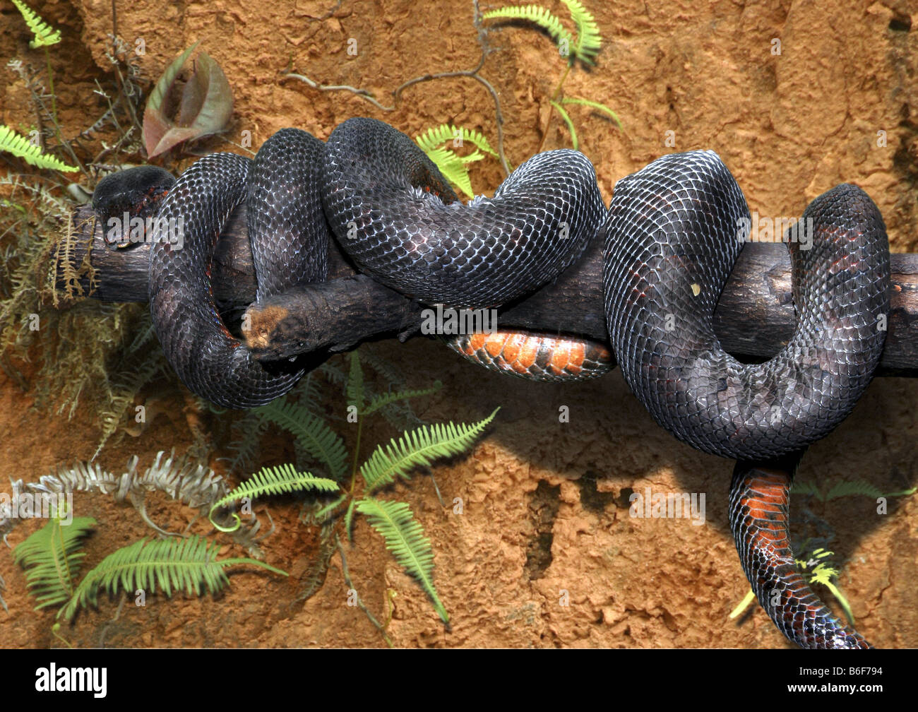 Pacific boa candoia bibroni hi-res stock photography and images - Alamy