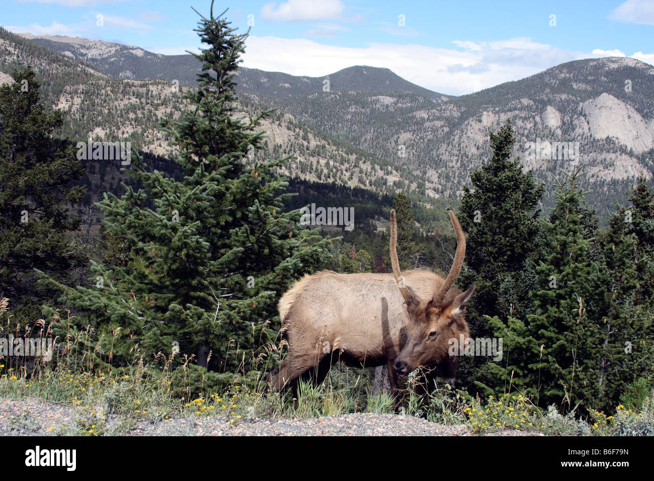 An Elk on a side of the road,Colorado,USA Stock Photo - Alamy