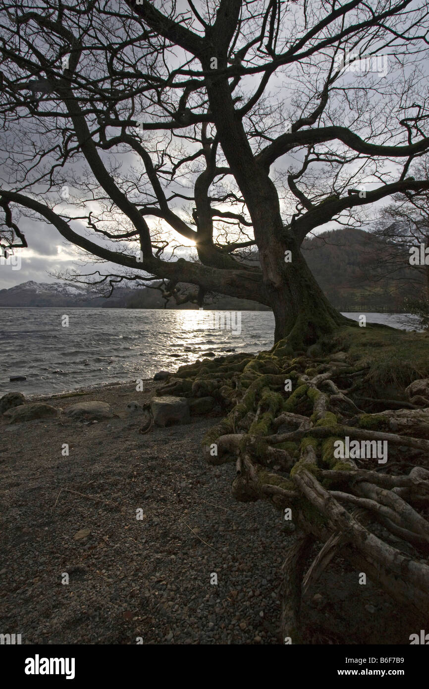 Interesting tree roots hi-res stock photography and images - Alamy
