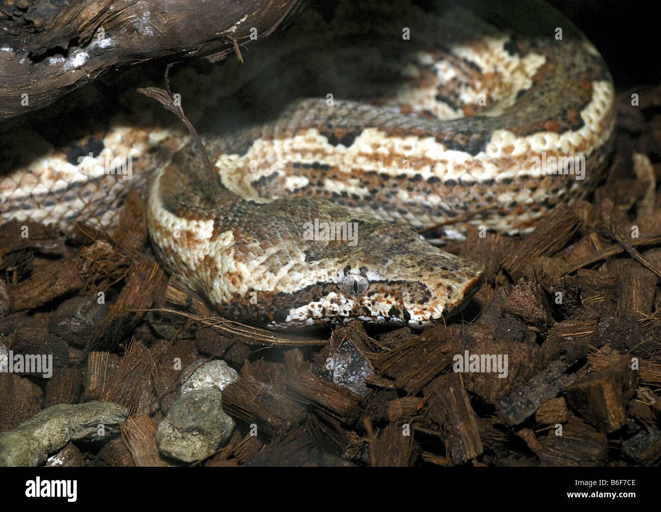 tree boa, Solomon's ground boa (Candoia carinata), portrait Stock Photo ...