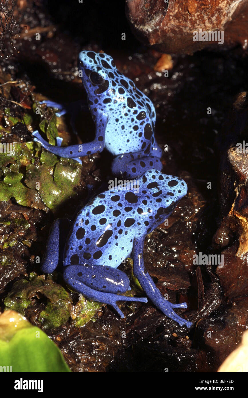 Splendid poison frog hi-res stock photography and images - Alamy