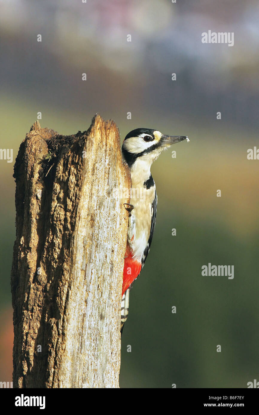 great spotted woodpecker (Picoides major, Dendrocopos major), on pile ...