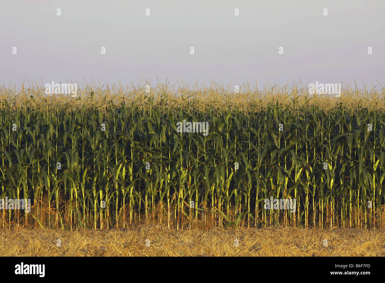 Indian corn, maize (Zea mays), corn field, Germany Stock Photo - Alamy