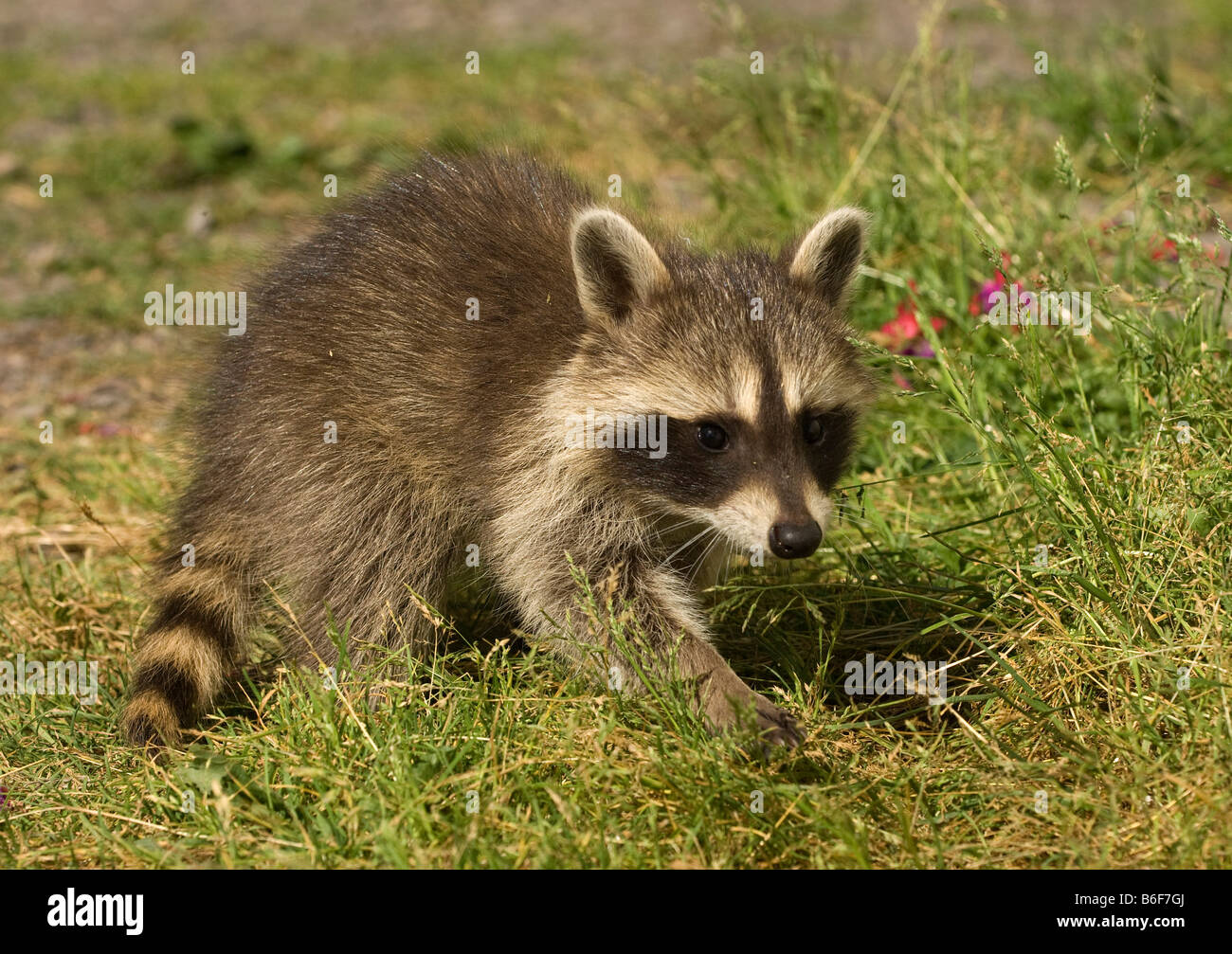 Raccoon (Procyon lotor Stock Photo - Alamy