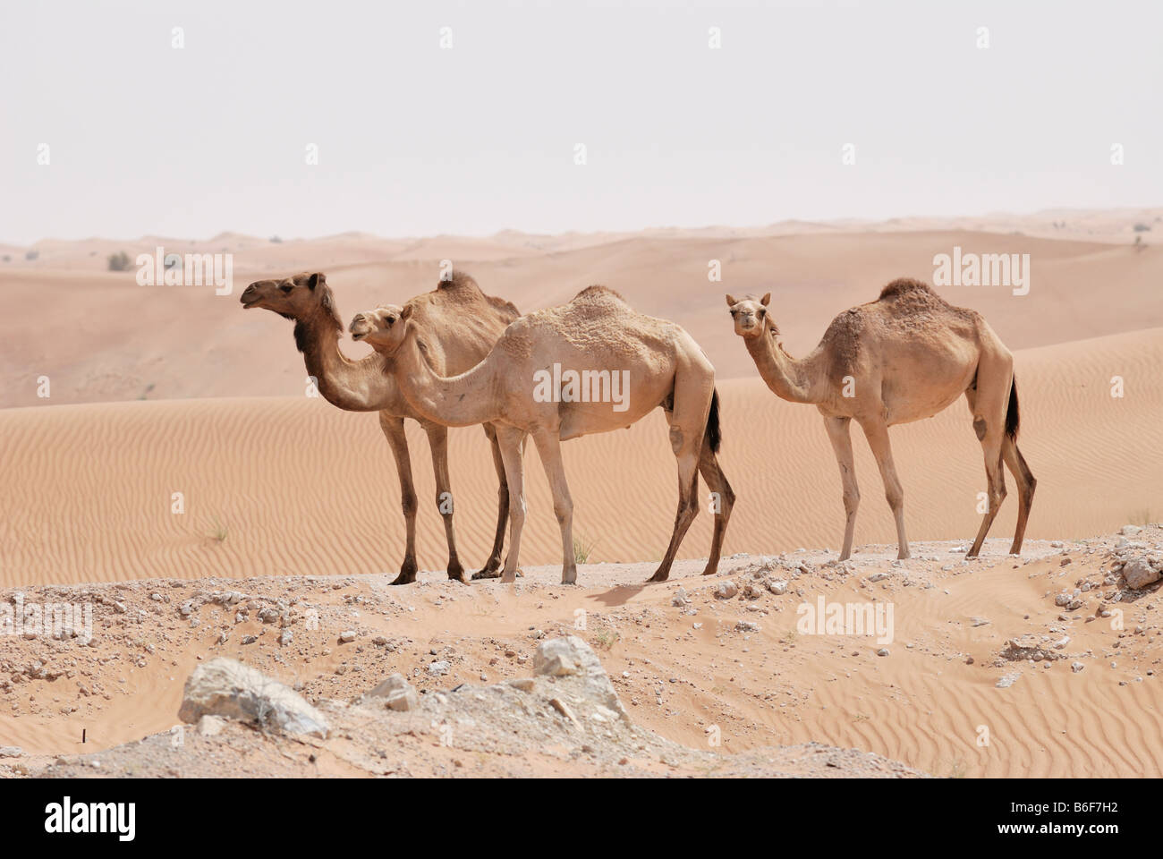 Dromedary camels in desert, near Dubai Stock Photo - Alamy