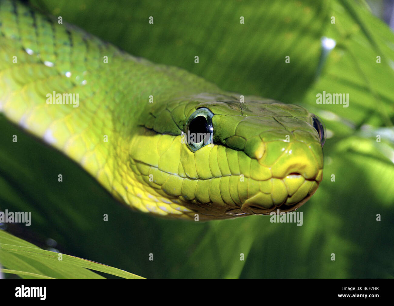 green mamba, western green mamba (Dendroaspis viridis), portrait Stock ...