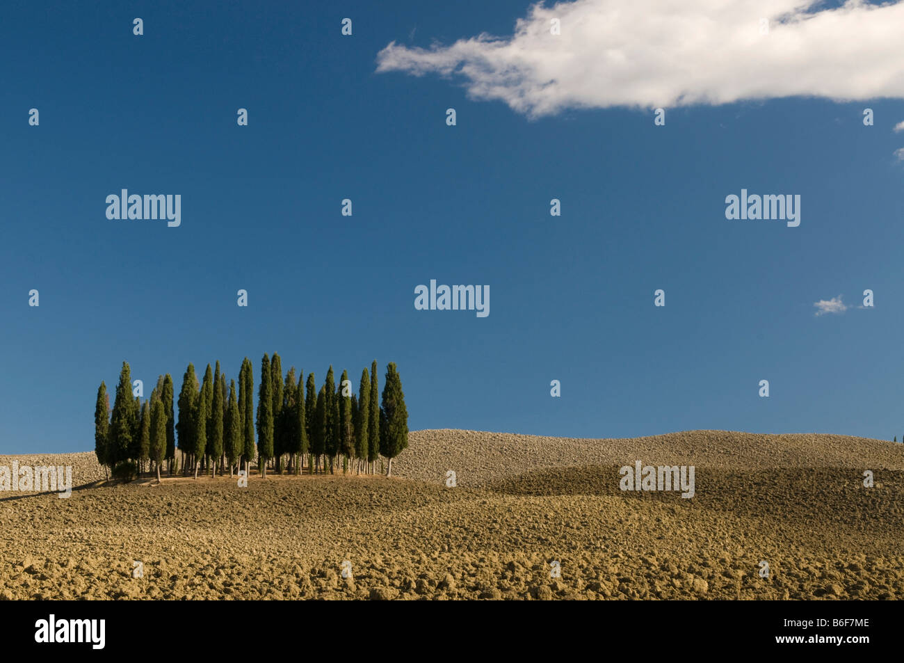 Cypress trees in Tuscany, Italy, Europe Stock Photo - Alamy