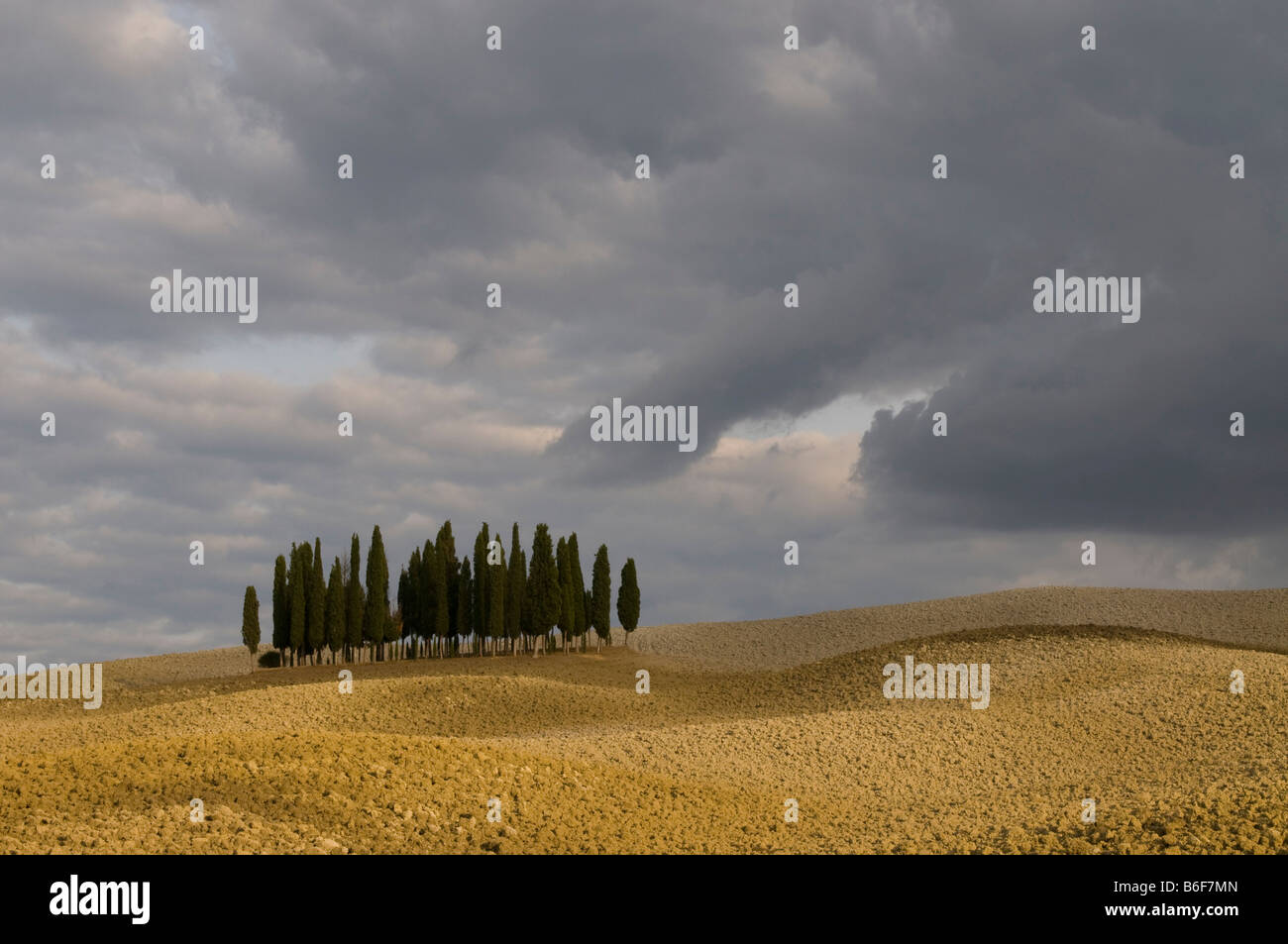 Cypress trees in Tuscany, Italy, Europe Stock Photo - Alamy