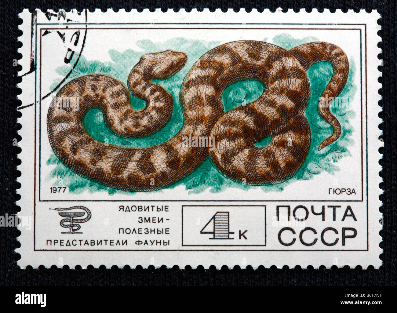 Blunt nosed viper lebetine viper hi-res stock photography and images ...