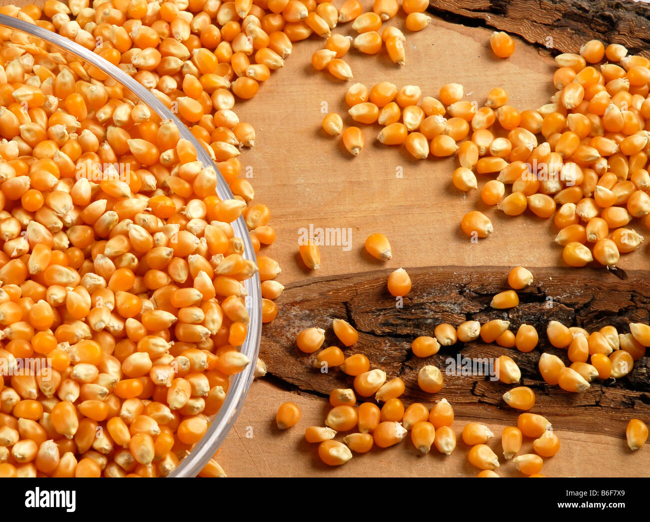Corn or maize seed on a rustic table, Switzerland Stock Photo - Alamy