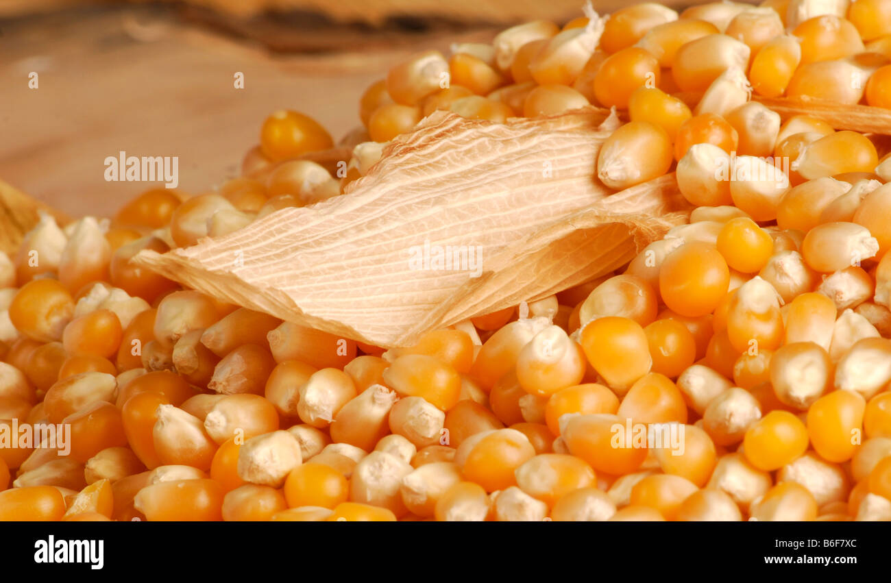Maize seeds hi-res stock photography and images - Alamy