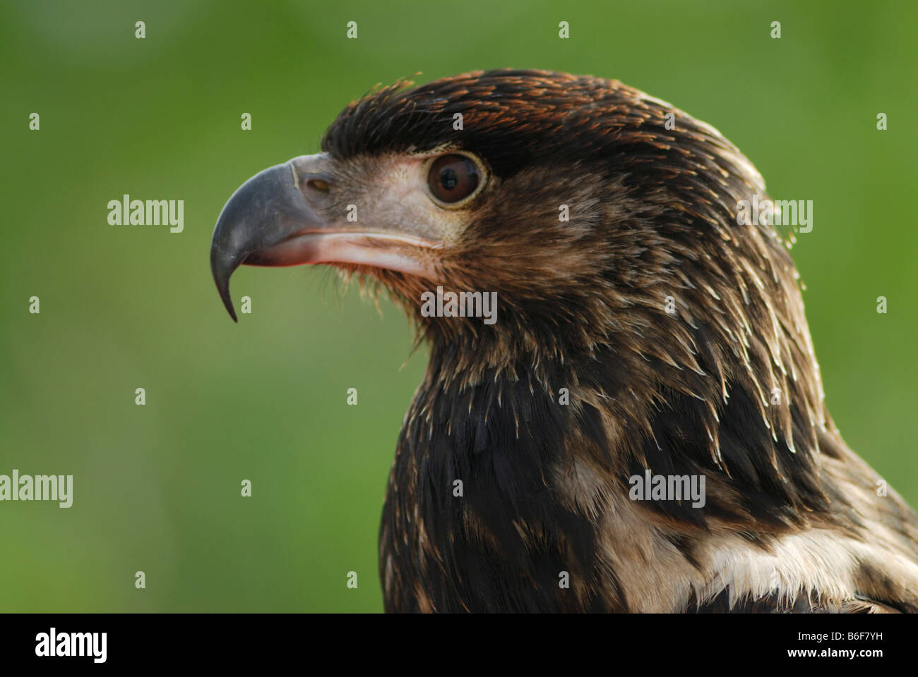 Eagle (Aquila), portrait Stock Photo - Alamy