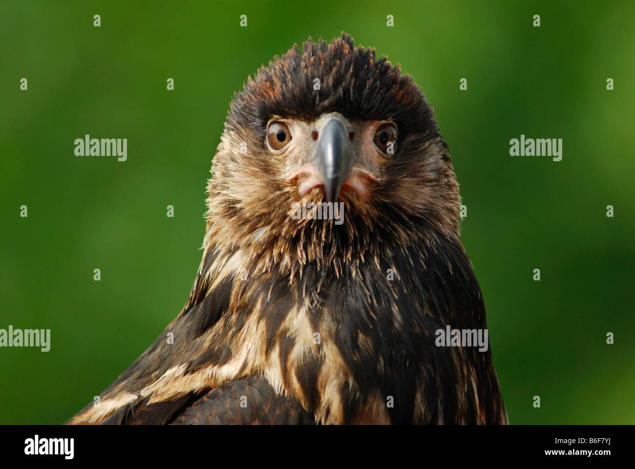 Eagle (Aquila), portrait Stock Photo - Alamy