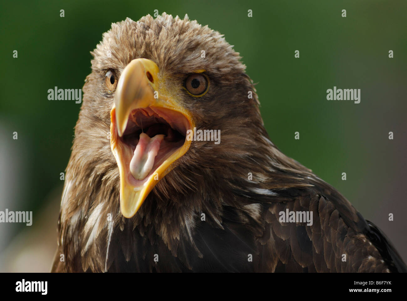 Eagle (Aquila) with open beak, portrait Stock Photo - Alamy
