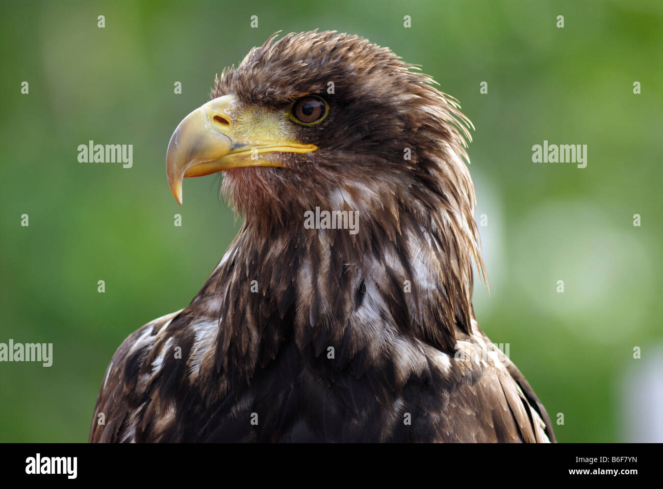 Eagle (Aquila), portrait Stock Photo - Alamy