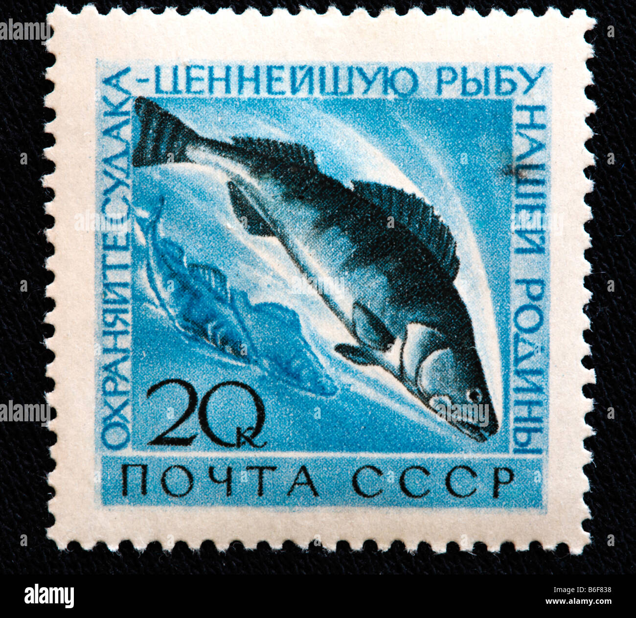 Sander lucioperca (Stizostedion lucioperca, Percidae Perch), postage ...