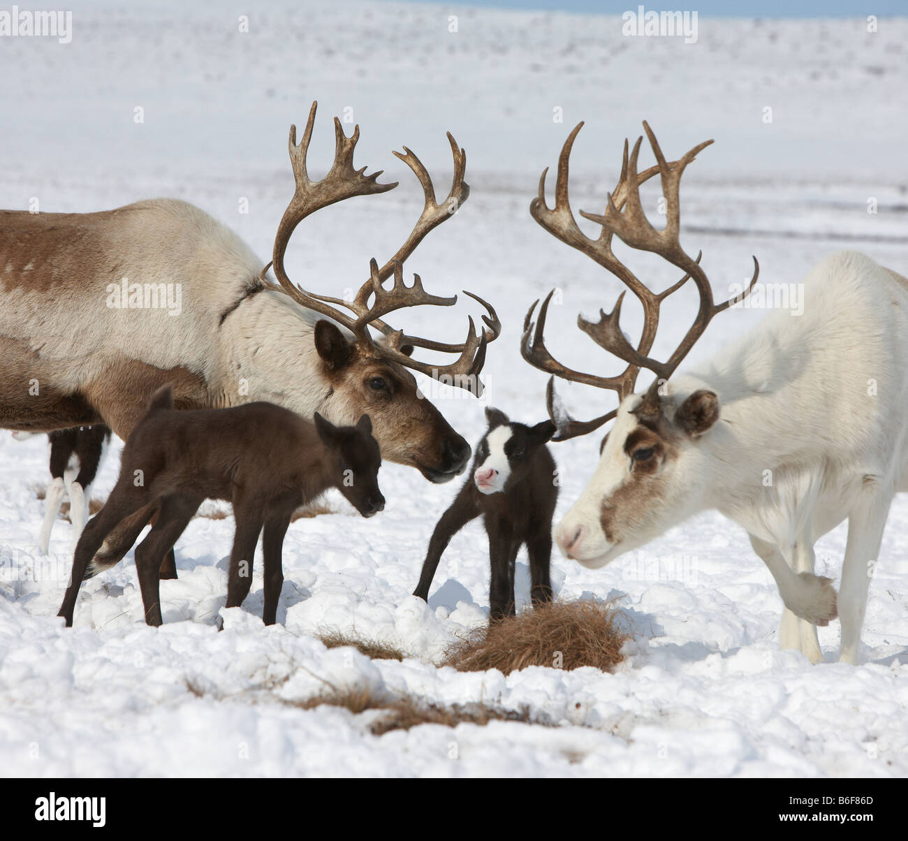 Family inuit mother father hi-res stock photography and images - Alamy