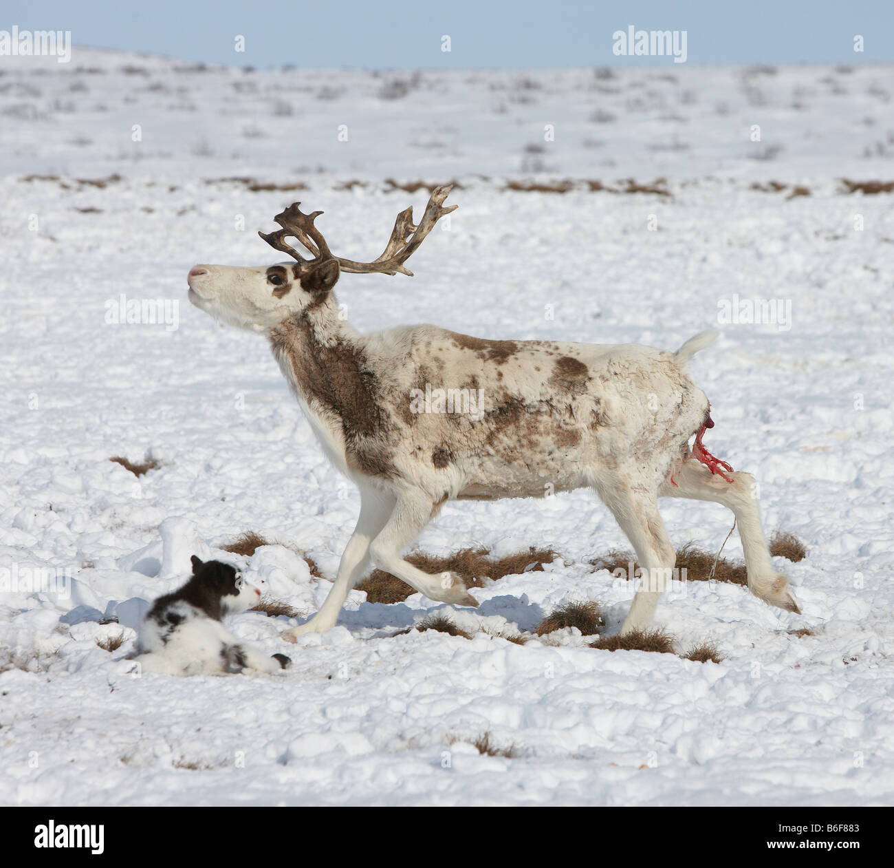 New born Reindeer with mother, Kanchalan located in the Chukot ...