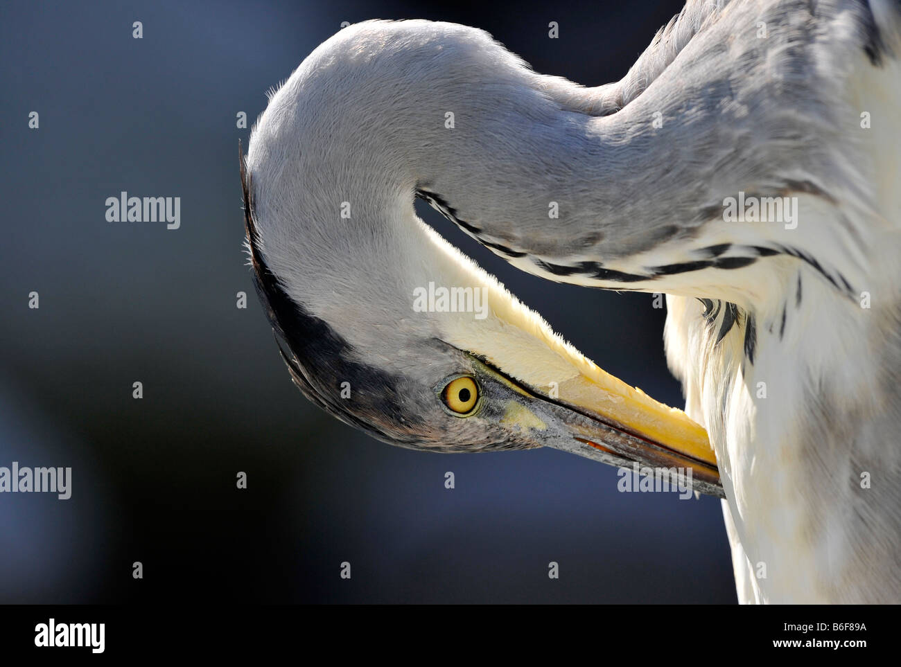 Preening herons hi-res stock photography and images - Alamy