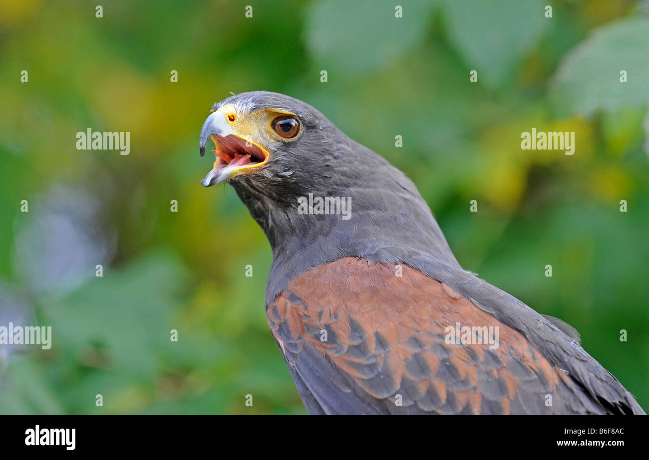 Buzzard (Butteo), portrait, beak open Stock Photo - Alamy