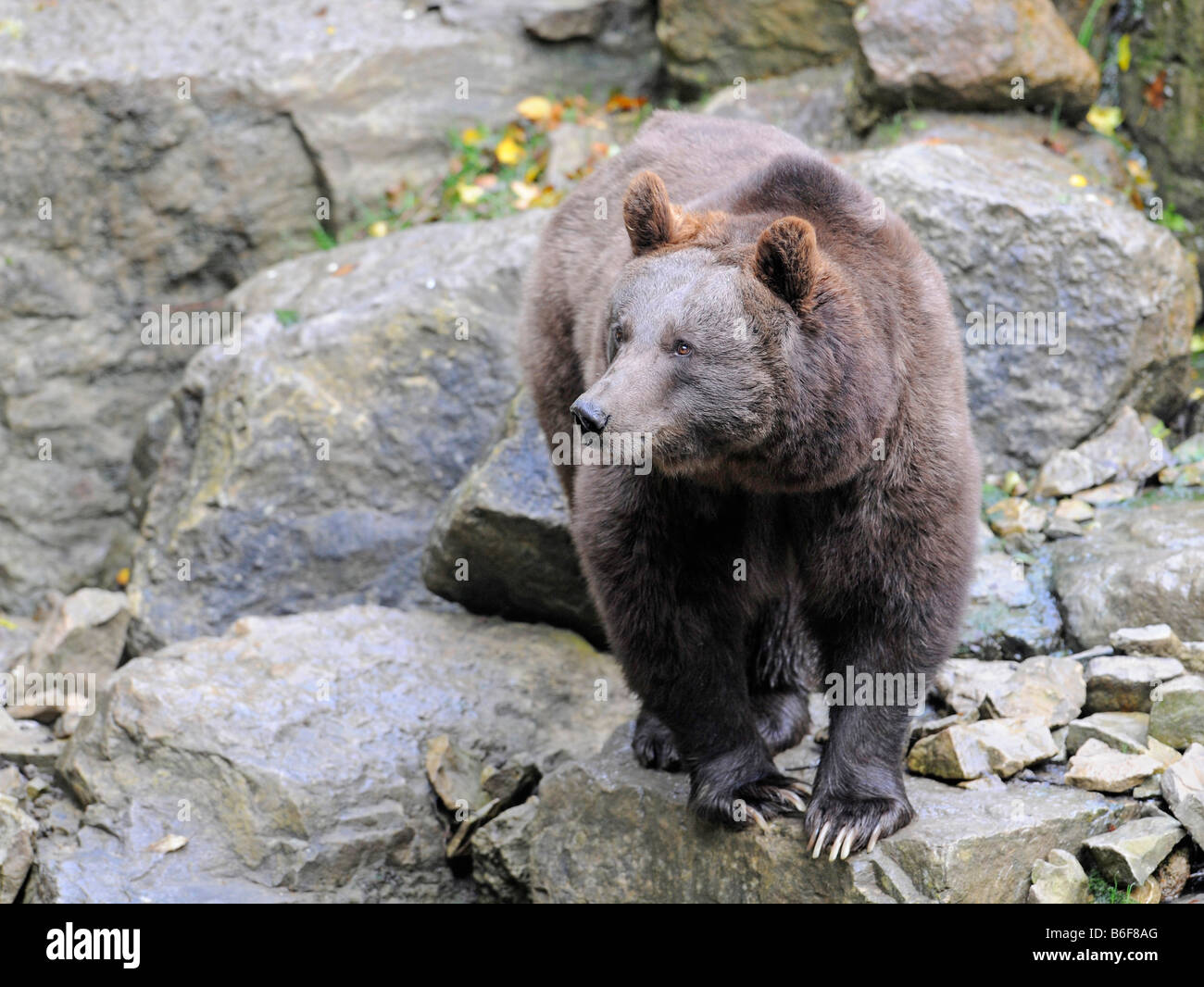 Single wild brown bear stands hi-res stock photography and images - Alamy