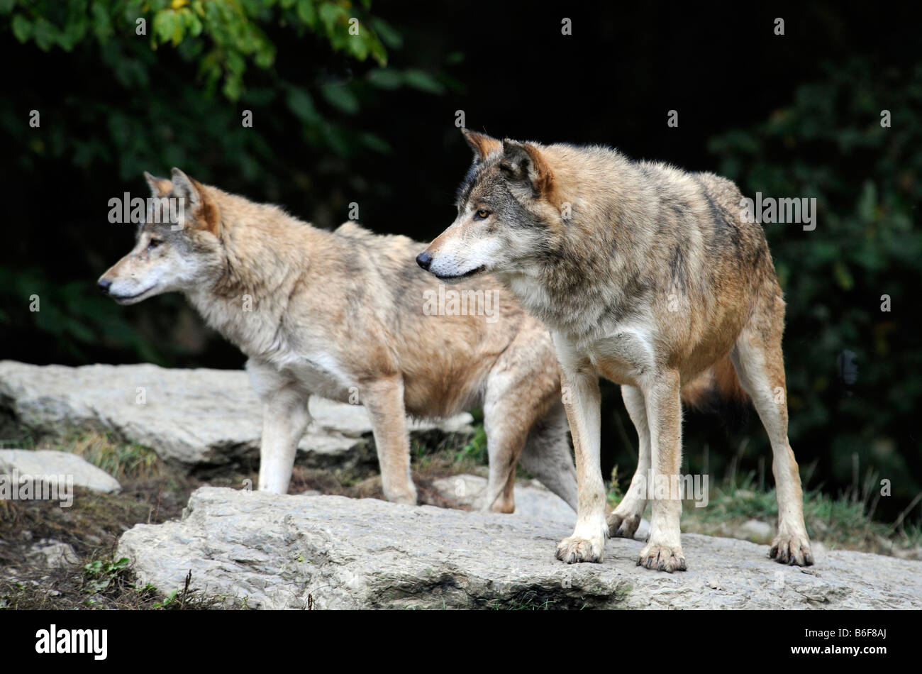Two Mackenzie Valley Wolves, Canadian wolves (Canis lupus occidentalis ...
