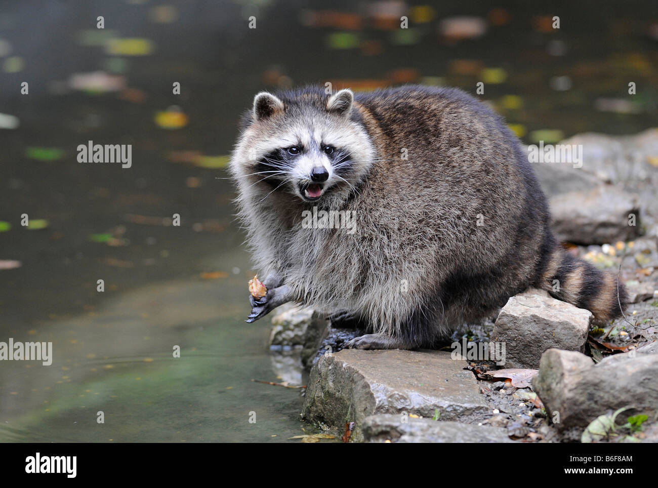 Raccoon (Procyon Lotor) at a stream Stock Photo - Alamy