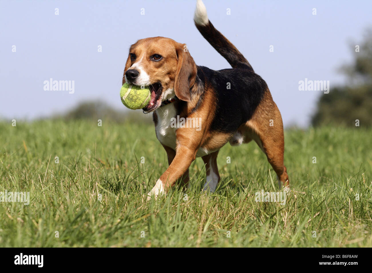 Beagle (Canis lupus f. familiaris), runs over a meadow with a ball in ...