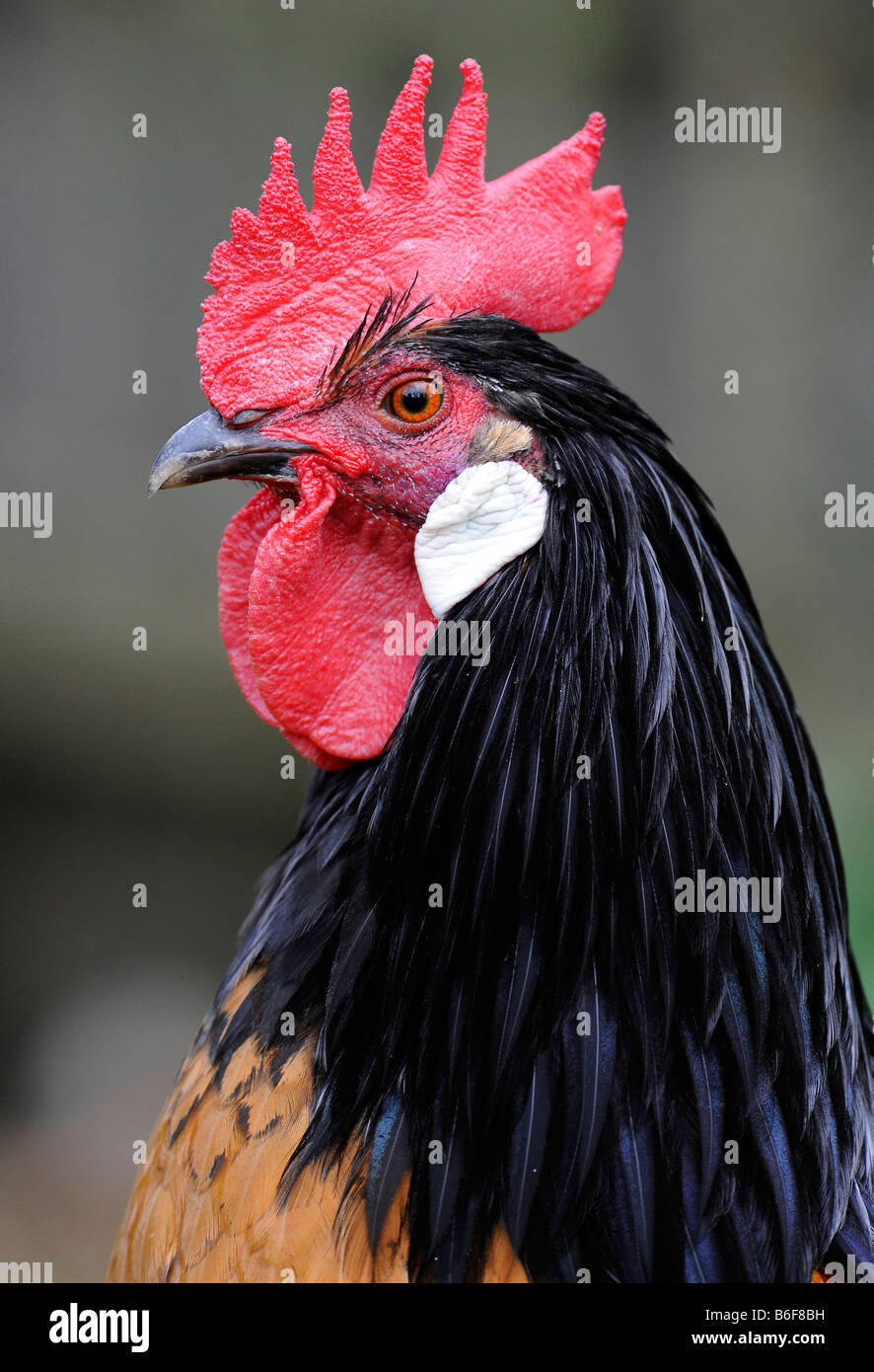 Portrait of a cock Stock Photo - Alamy