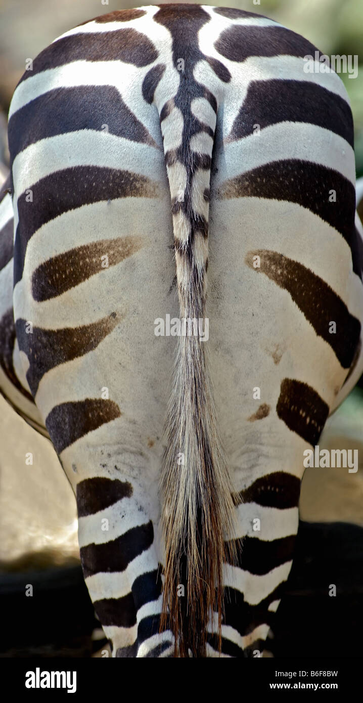 Zebra bum hi-res stock photography and images - Alamy