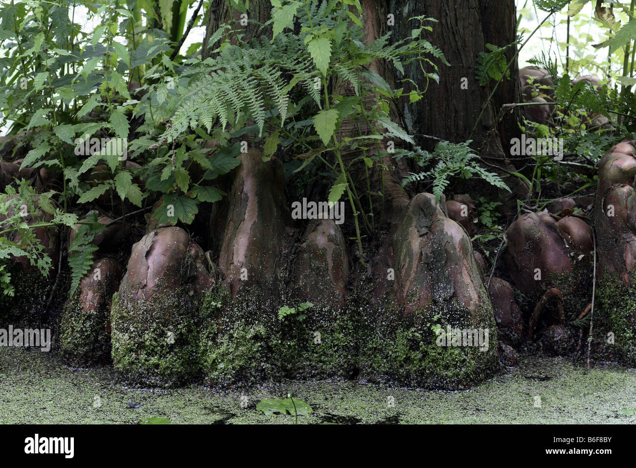 baldcypress (Taxodium distichum), roots and log Stock Photo - Alamy