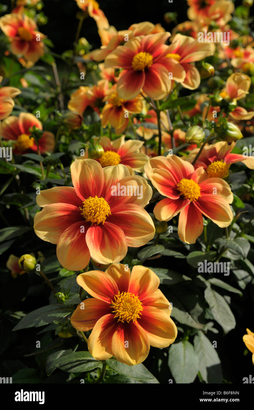 Small Dahlia (Dahlia spec Stock Photo - Alamy