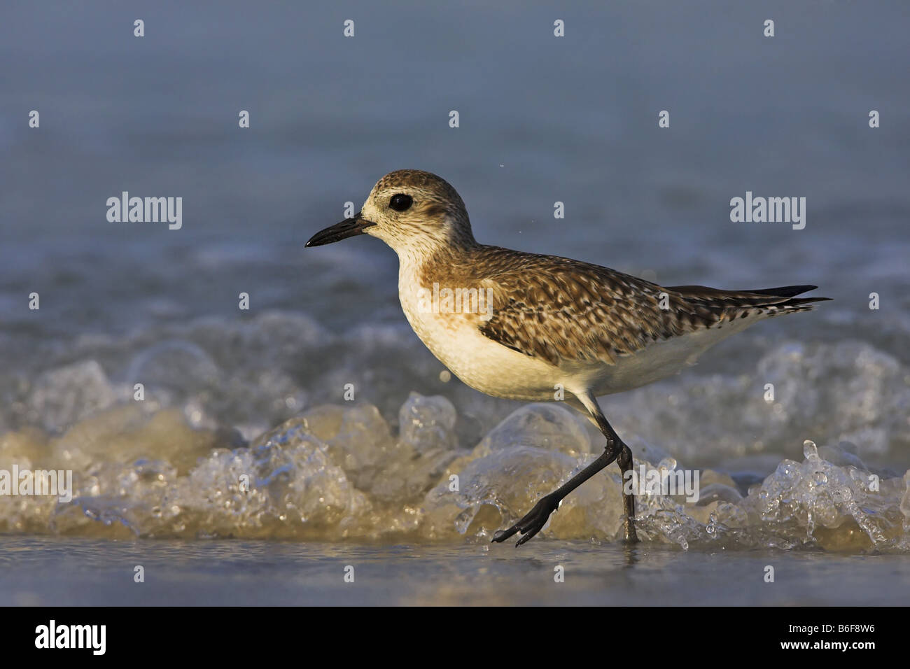 grey plover (Pluvialis squatarola), walking at the beach, USA, Florida ...