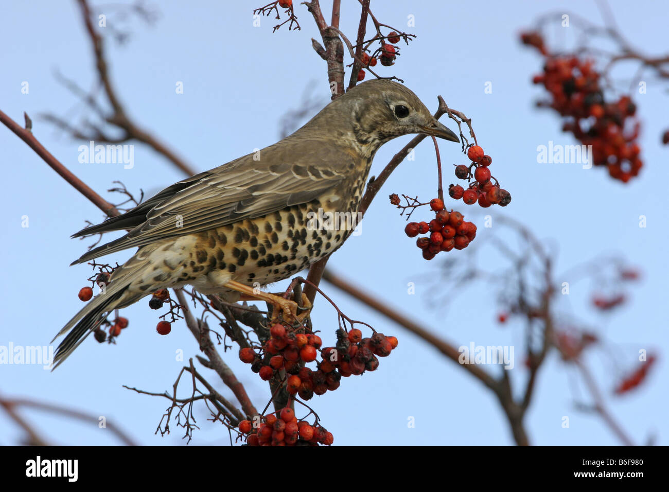 Mistle berry hi-res stock photography and images - Alamy