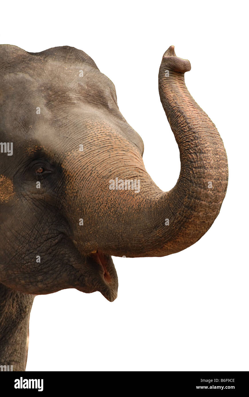 Asiatic elephant, Asian elephant (Elephas maximus), portrait Stock ...