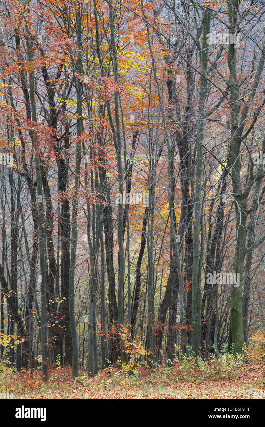 November forest with foliage remnants on mountain slope, hazy morning ...
